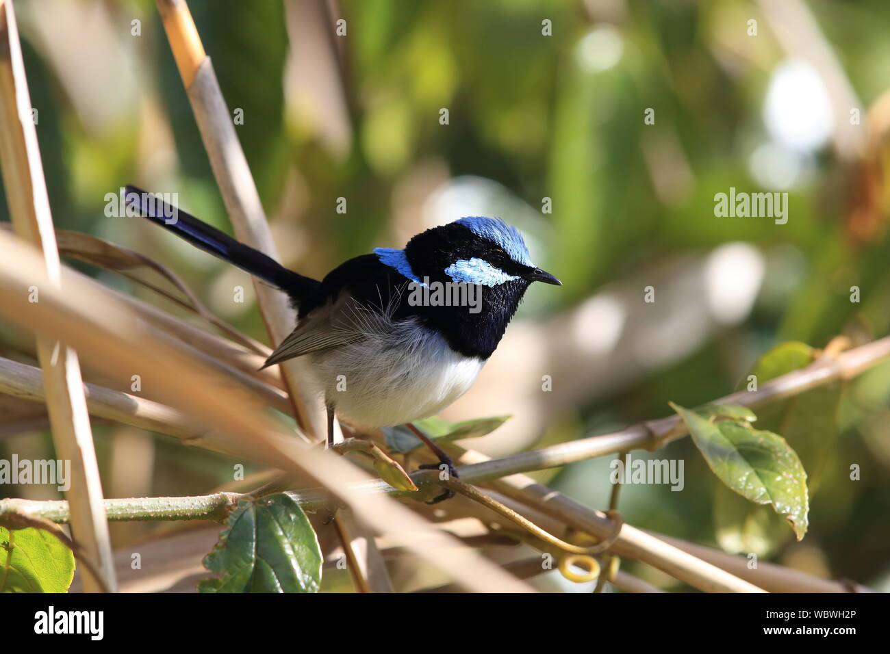 Superb Fairywren (Malurus cyaneus) Queensland Australia Stock Photo - Alamy