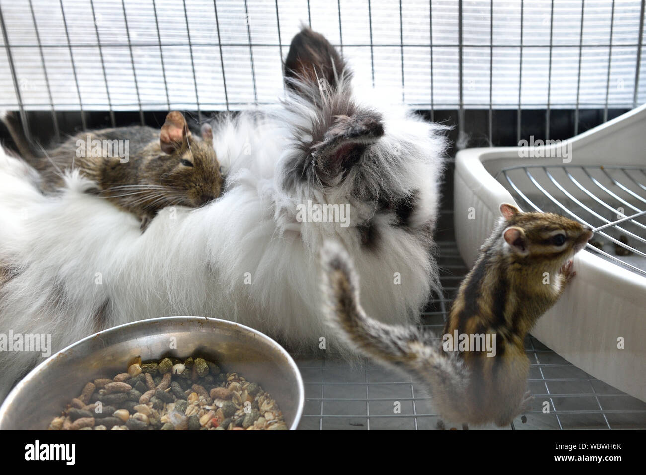 Trapped rabbit hi-res stock photography and images - Alamy