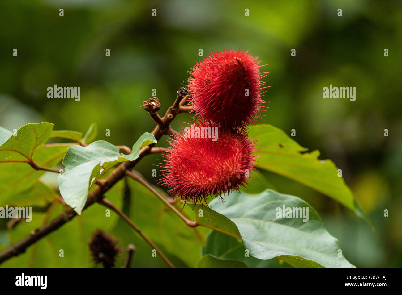 Annatto, Achiote or Lipstick Tree (Bixa orellana), fruit Stock Photo ...
