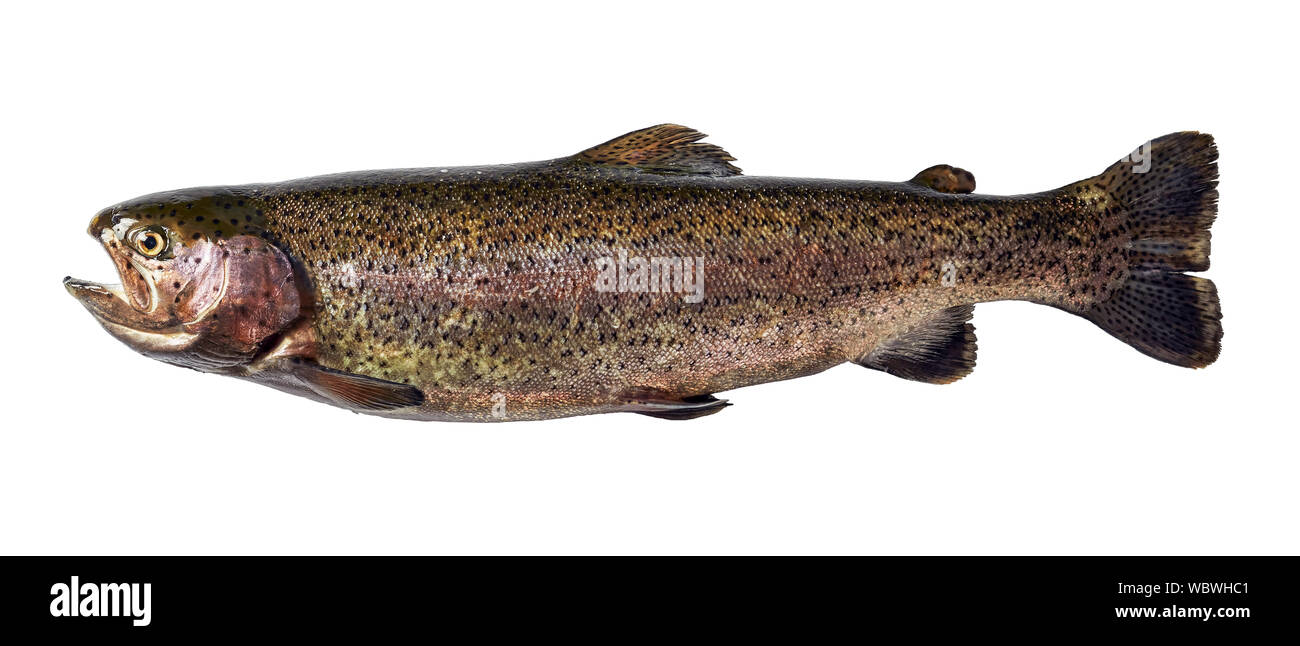 raw whole rainbow trout isolated on white background, horizontal view ...