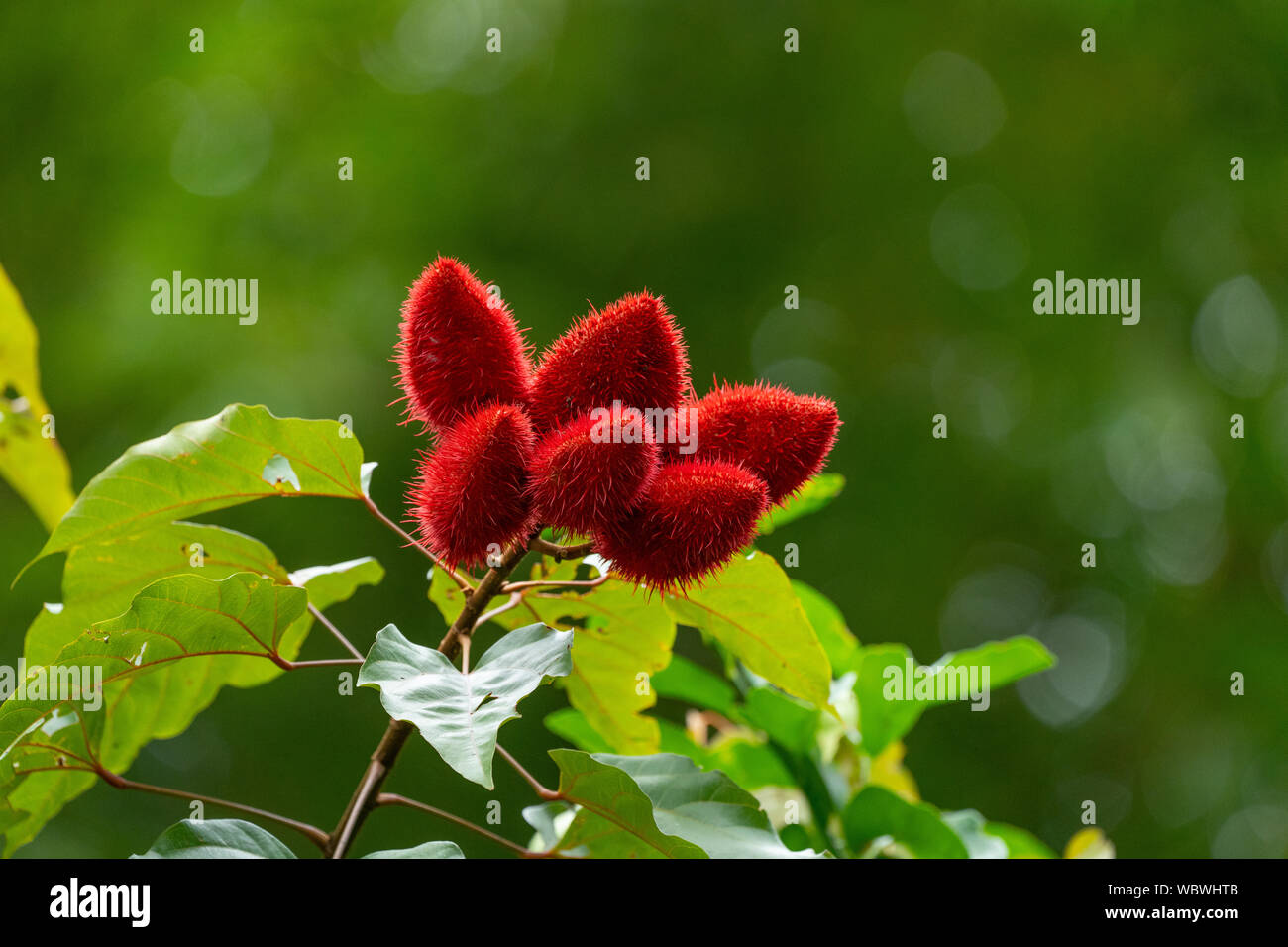 Annatto, Achiote or Lipstick Tree (Bixa orellana), fruit Stock Photo ...