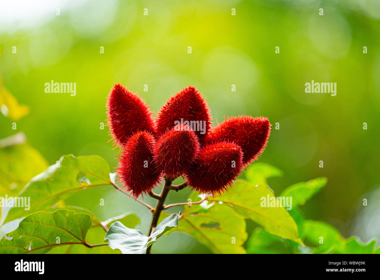 Lipstick tree hi-res stock photography and images - Alamy