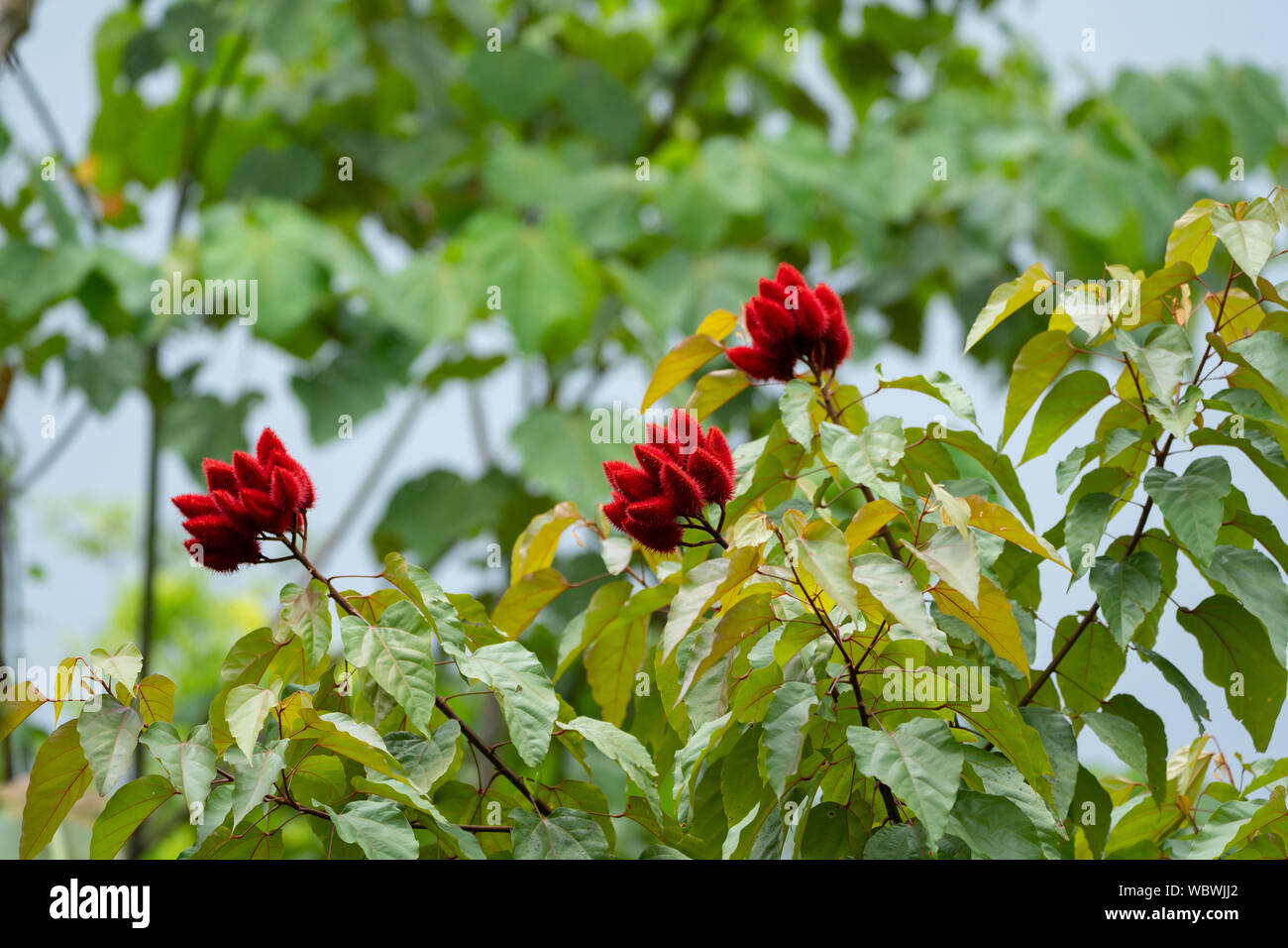 Annatto, Achiote or Lipstick Tree (Bixa orellana), fruit Stock Photo ...
