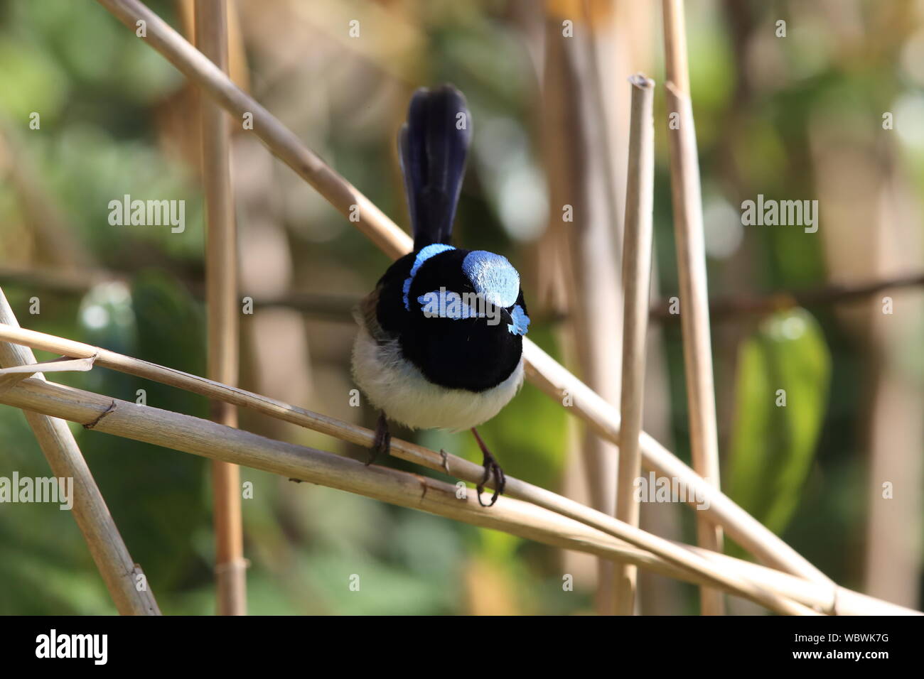 Superb Fairywren (Malurus cyaneus) Queensland Australia Stock Photo - Alamy