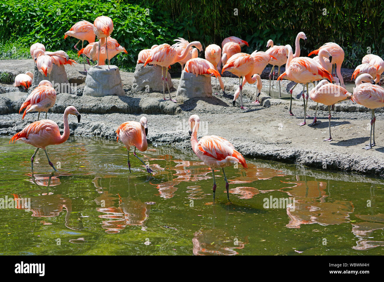 Pink flamingo birds standing on one leg Stock Photo - Alamy