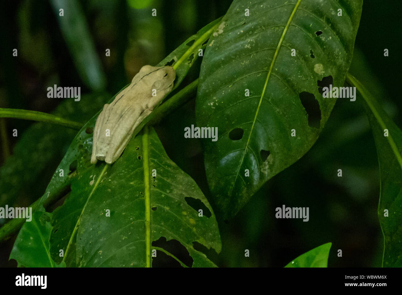 Gladiator Tree Frog (Hypsiboas rosenbergi) taken in Costa Rica Stock ...