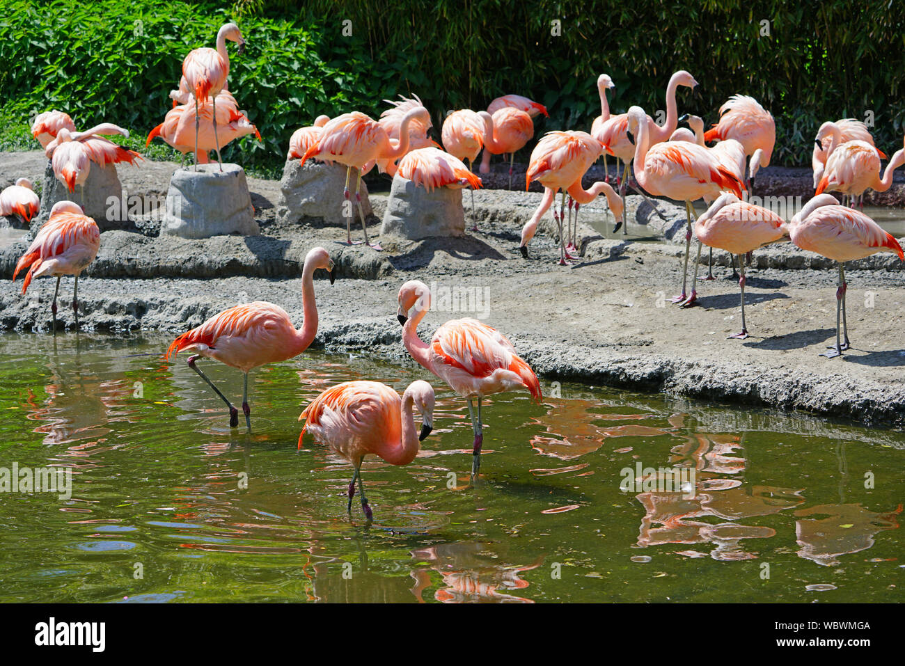 Pink flamingo birds standing on one leg Stock Photo - Alamy