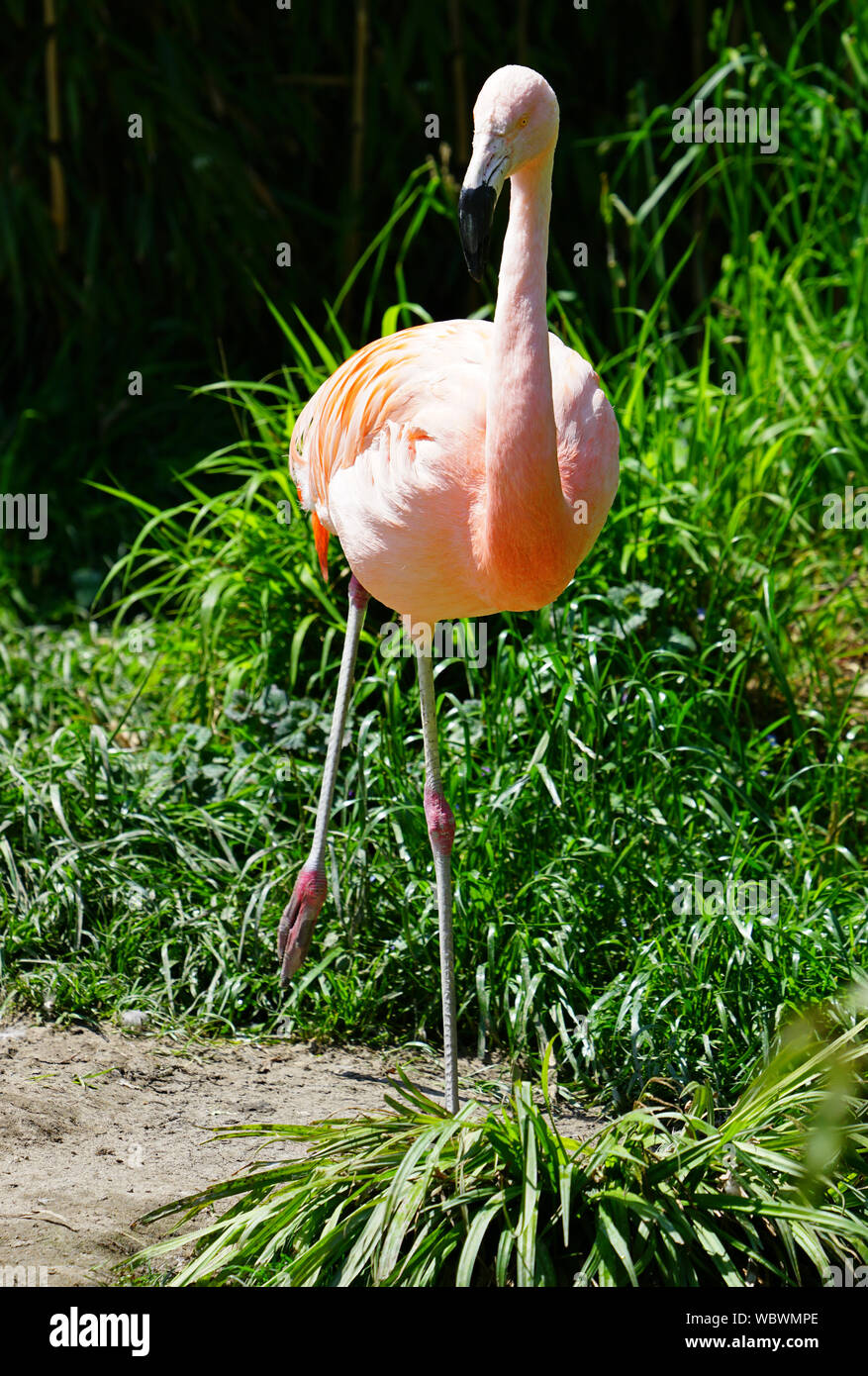 Pink flamingo birds standing on one leg Stock Photo - Alamy