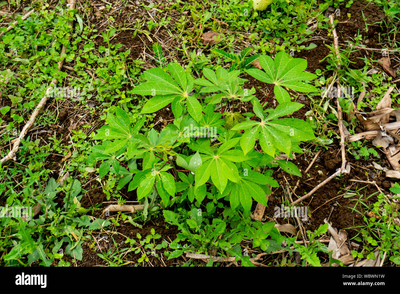 Manihot leaves hi-res stock photography and images - Alamy
