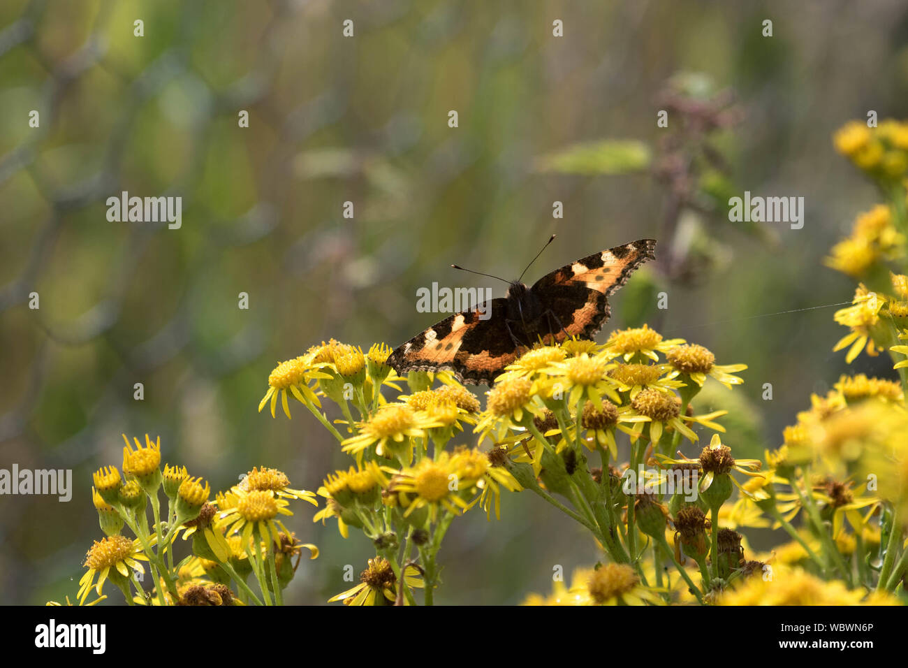 Butterfly shell hi-res stock photography and images - Alamy