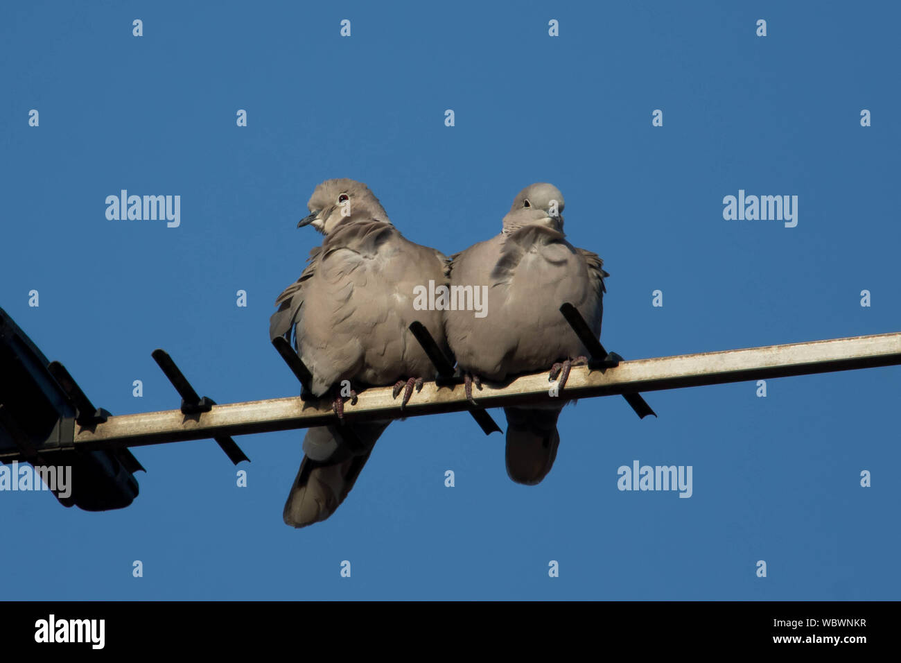 Collared doves hi-res stock photography and images - Alamy