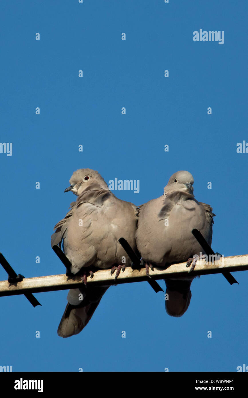 Collared Dove Female High Resolution Stock Photography and Images - Alamy