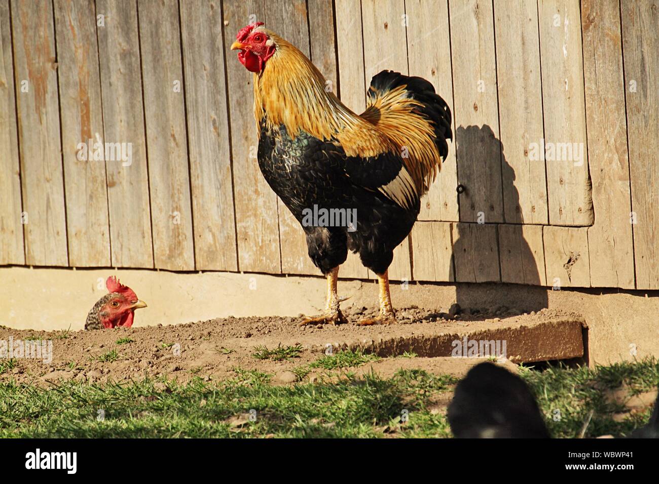 Rooster front view hi-res stock photography and images - Alamy