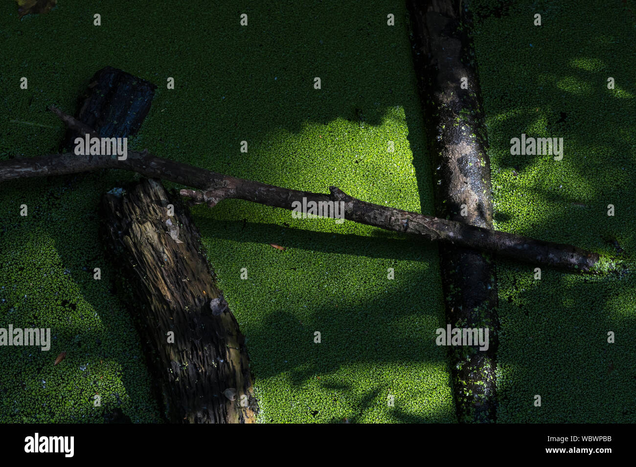 Wolffia watermeal hi-res stock photography and images - Alamy