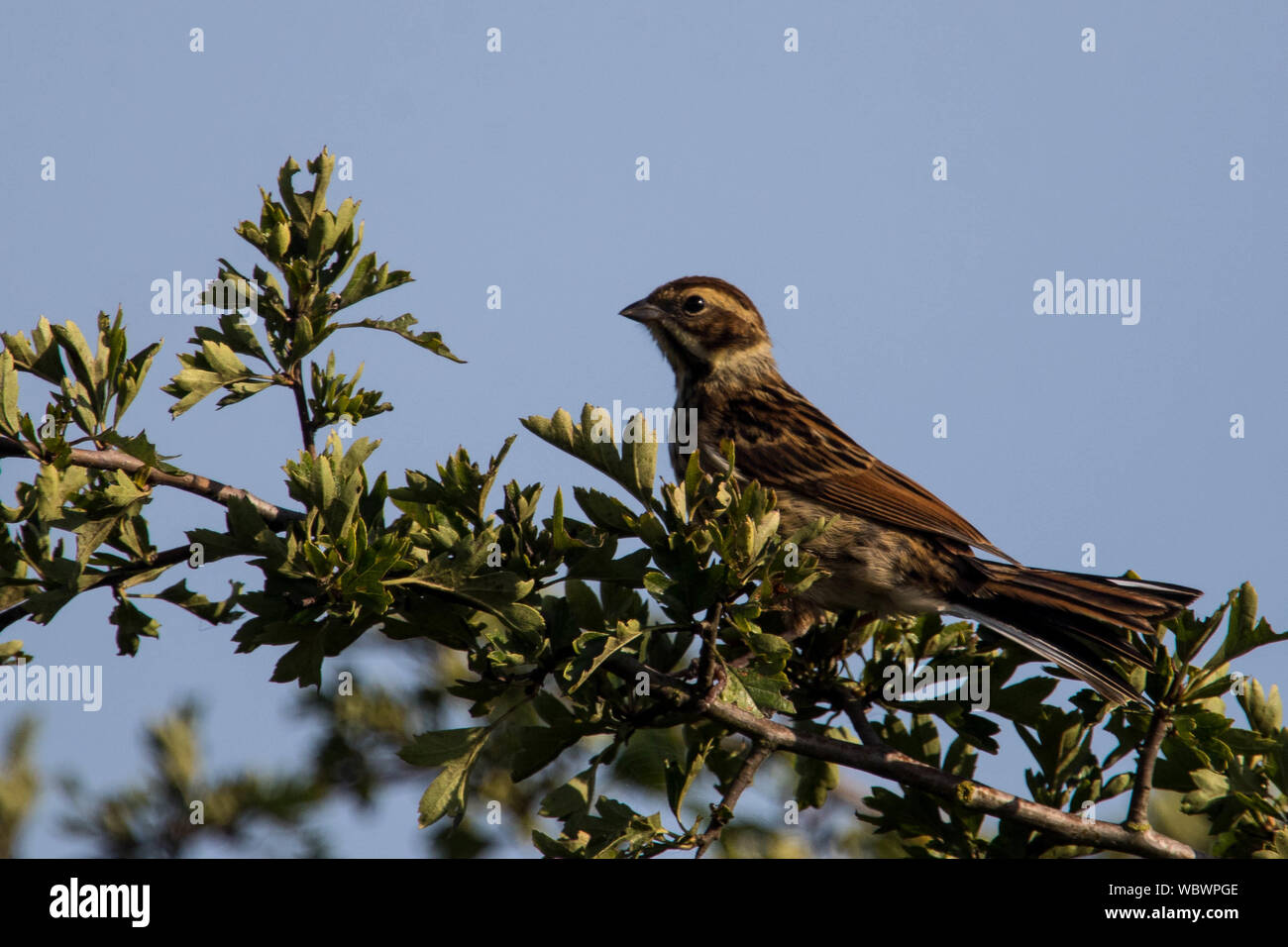 Songbird reed hi-res stock photography and images - Alamy