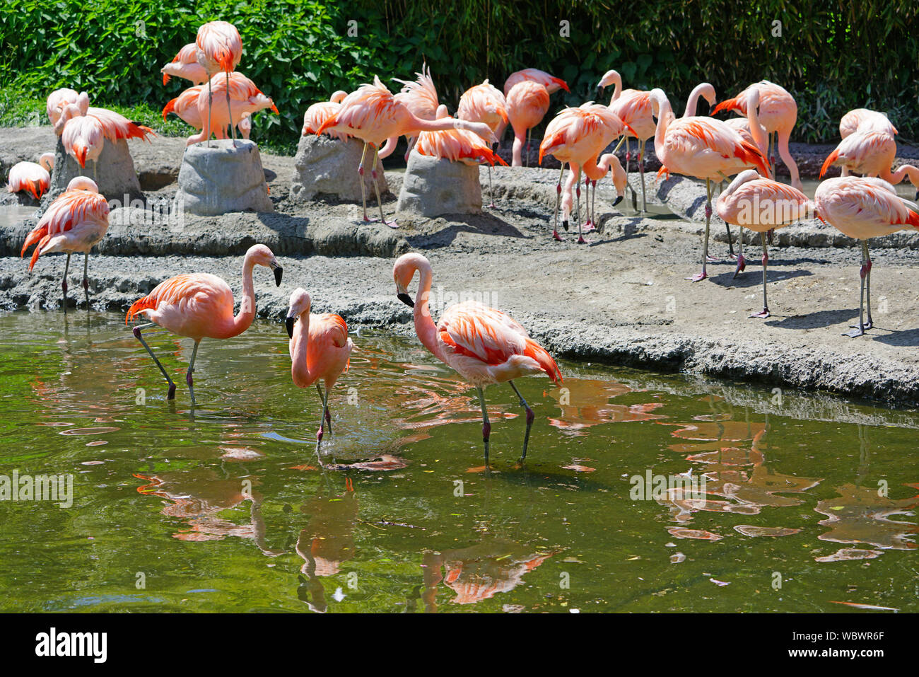 Birds standing on one leg hi-res stock photography and images - Alamy