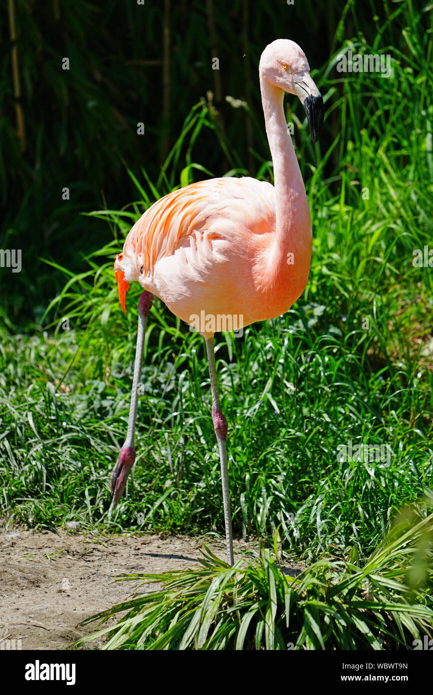 Pink flamingo birds standing on one leg Stock Photo - Alamy