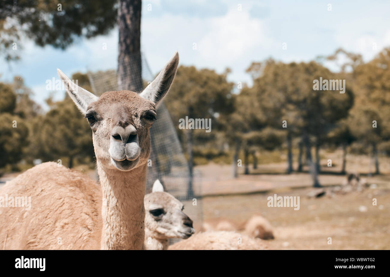 animal lama looking at camera and laughing Stock Photo - Alamy