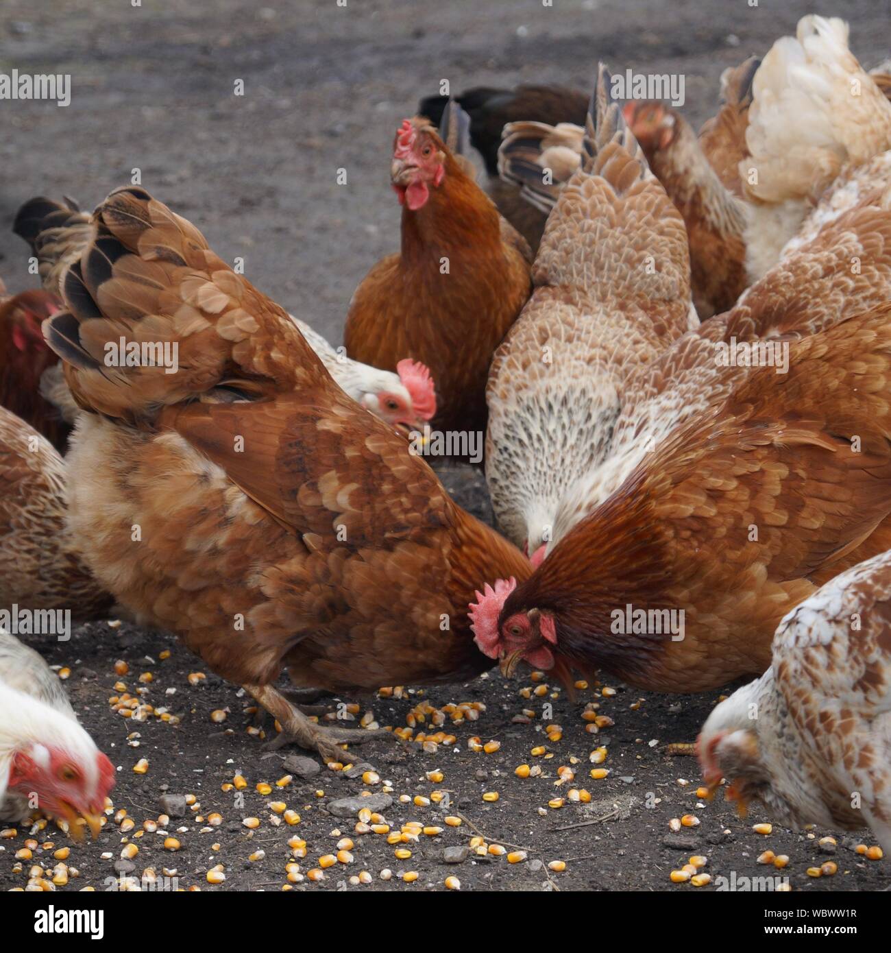 Chickens eating hi-res stock photography and images - Alamy