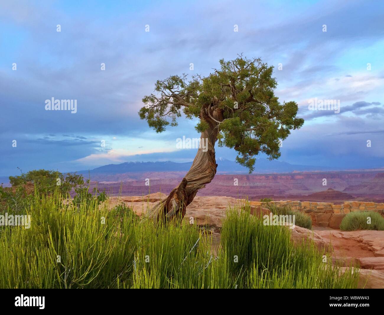 Twisted tree trunk hi-res stock photography and images - Alamy