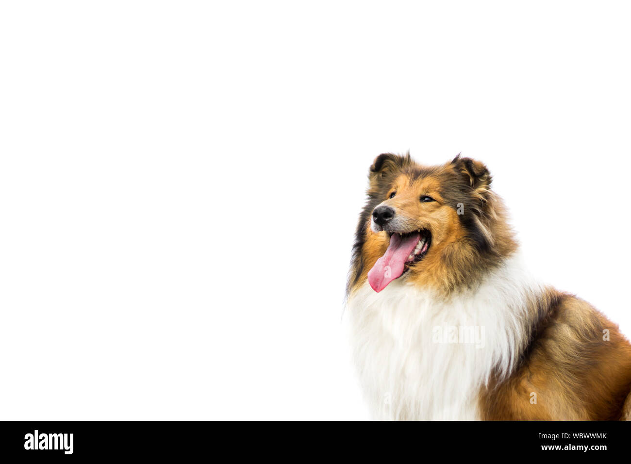 Long haired cute rough collie isolated on white background, portrait ...