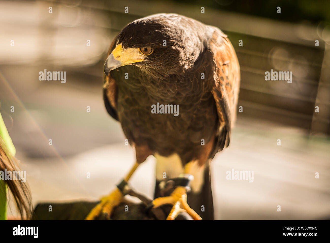 Woman with eagle hi-res stock photography and images - Alamy