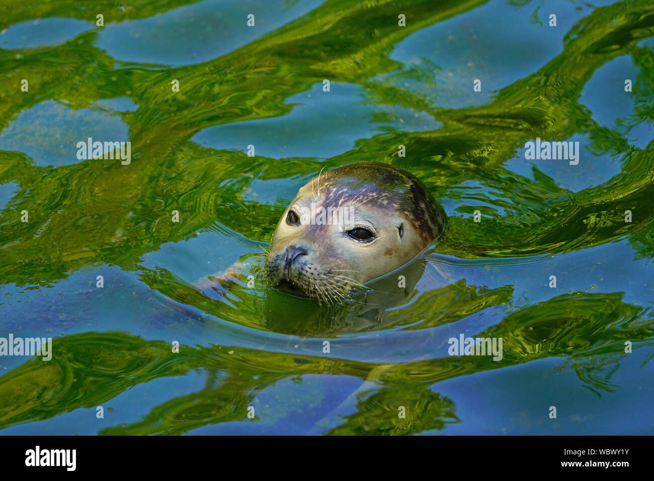Close-up head of a seal with whiskers in green and blue water Stock ...