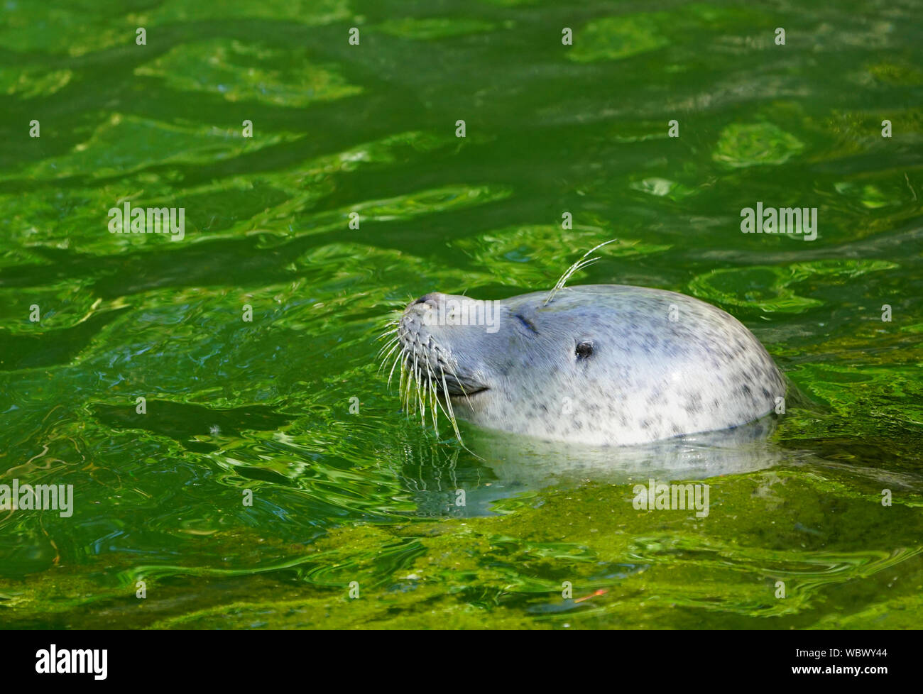 Close-up head of a seal with whiskers in green and blue water Stock ...