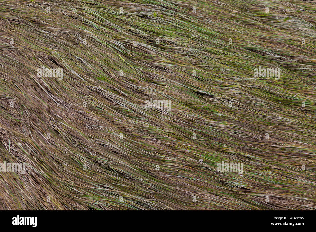 Decaying grass hi-res stock photography and images - Alamy