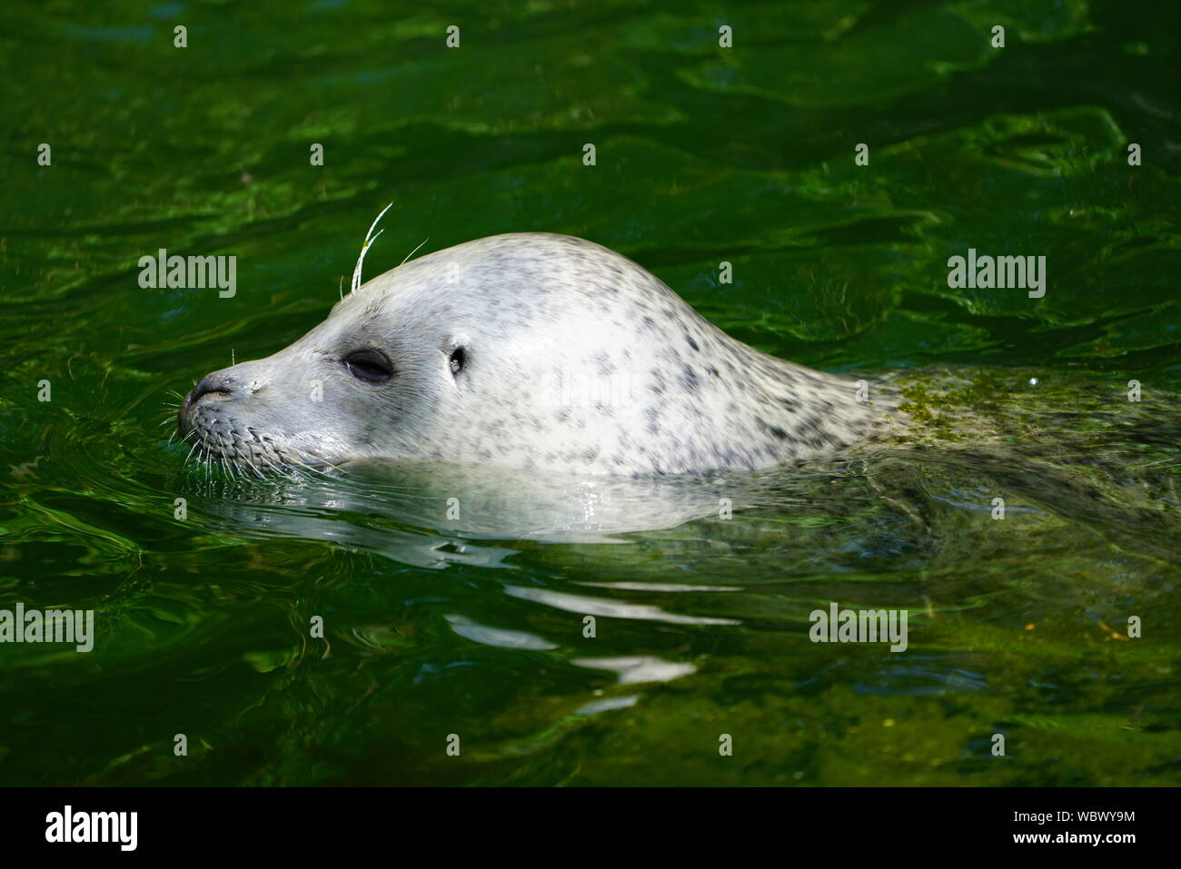 Close-up head of a seal with whiskers in green and blue water Stock ...