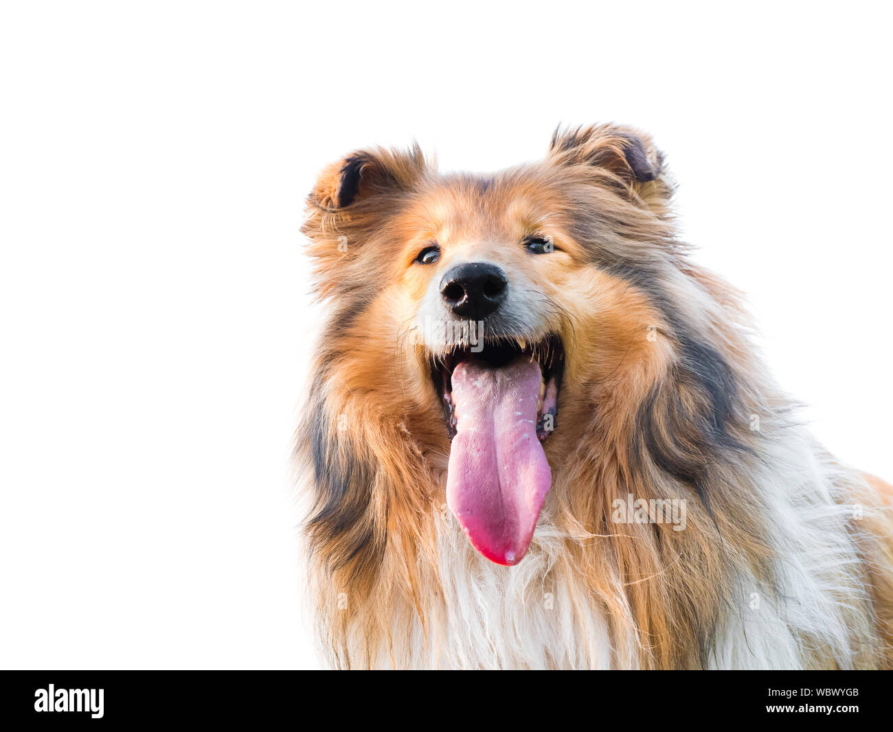 Adorable rough collie portrait with white background, isolated Stock ...