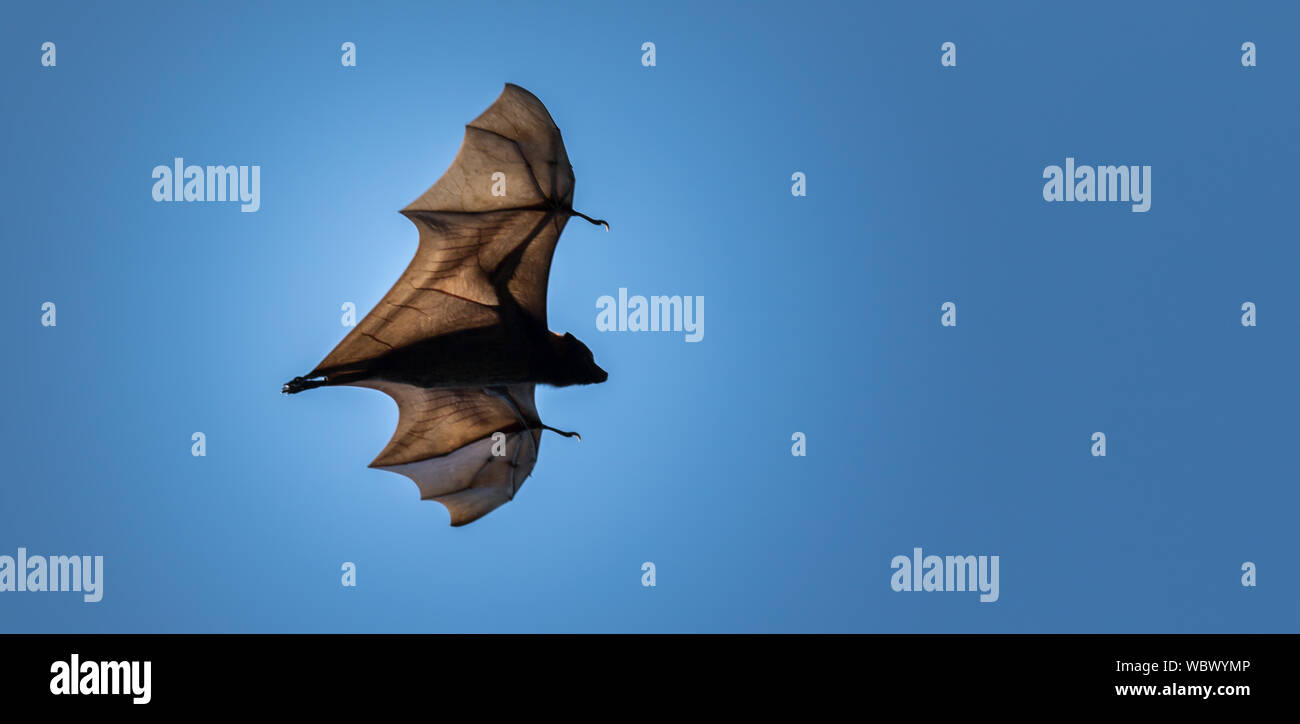 Flying bat blue sky hi-res stock photography and images - Alamy