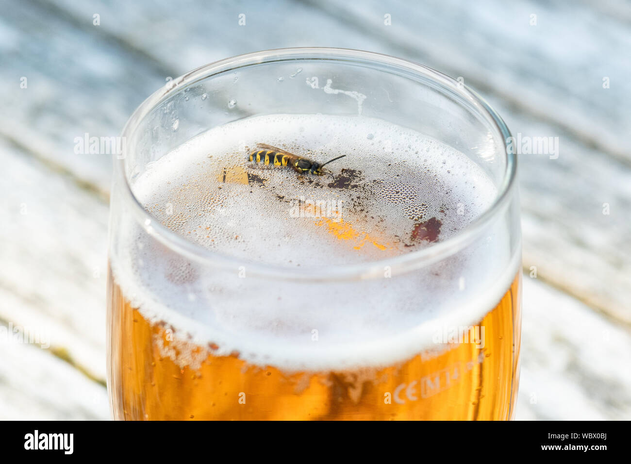 Wasp swimming or drowning in pint of beer - uk Stock Photo - Alamy