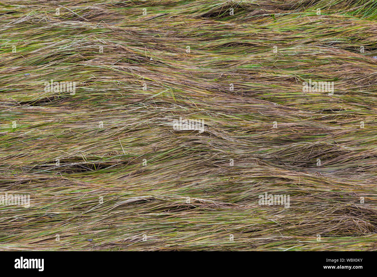 Coastal marsh grass hi-res stock photography and images - Alamy