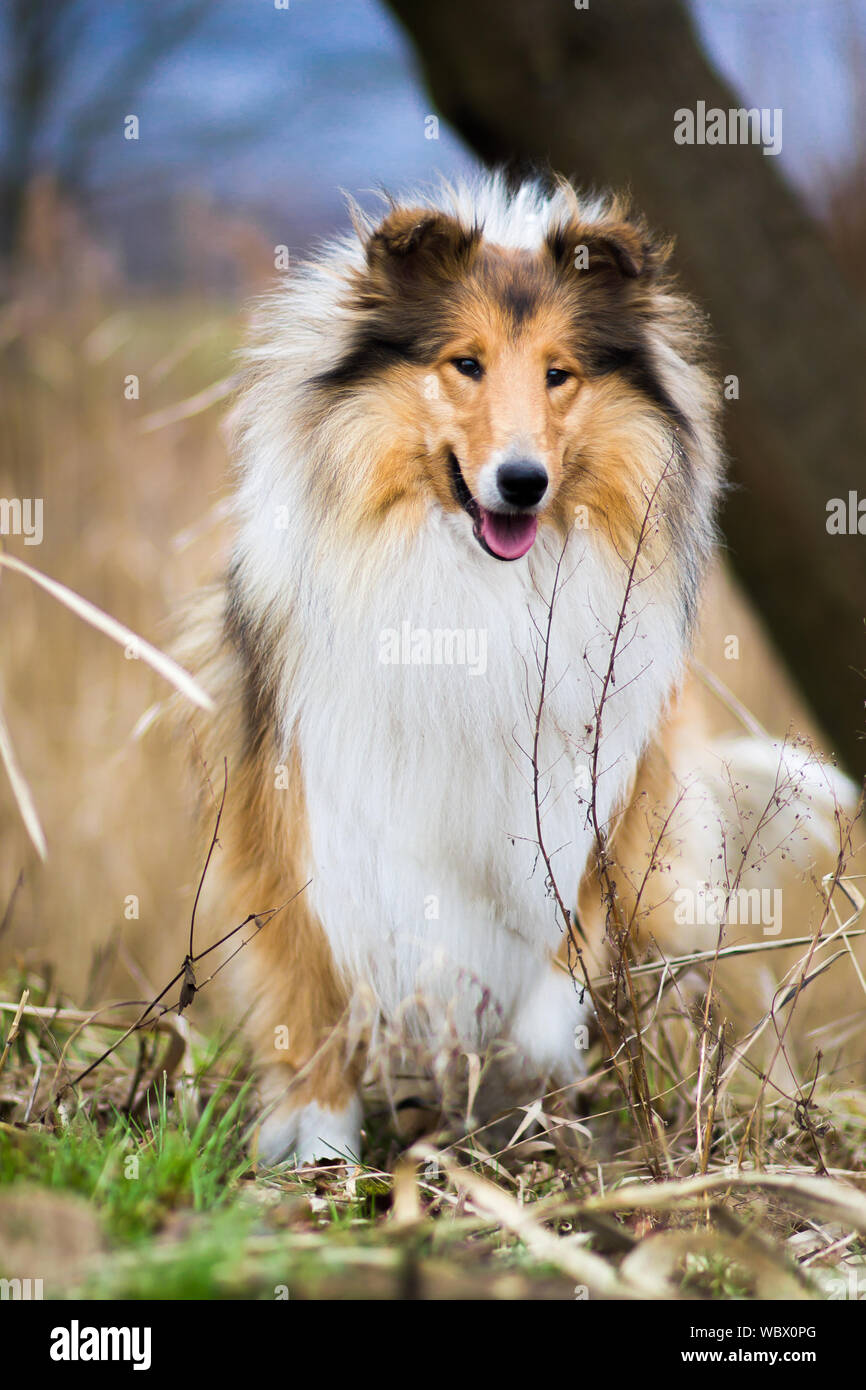Adorable young purebreed teenage gold rough collie outside Stock Photo ...