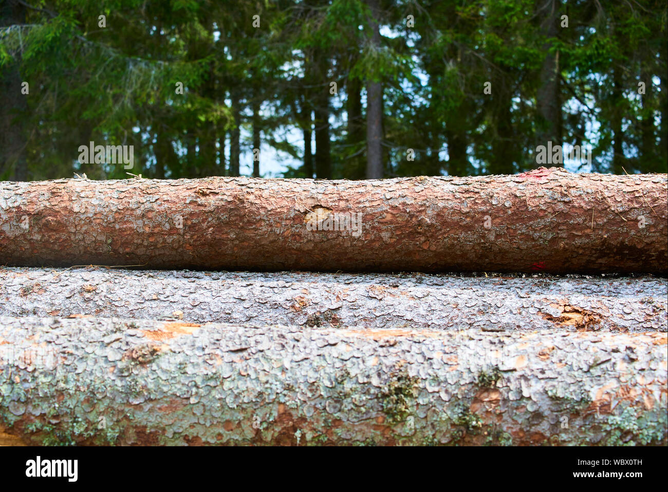 Woodpile of freshly harvested spruce logs. Trunks of trees cut and ...
