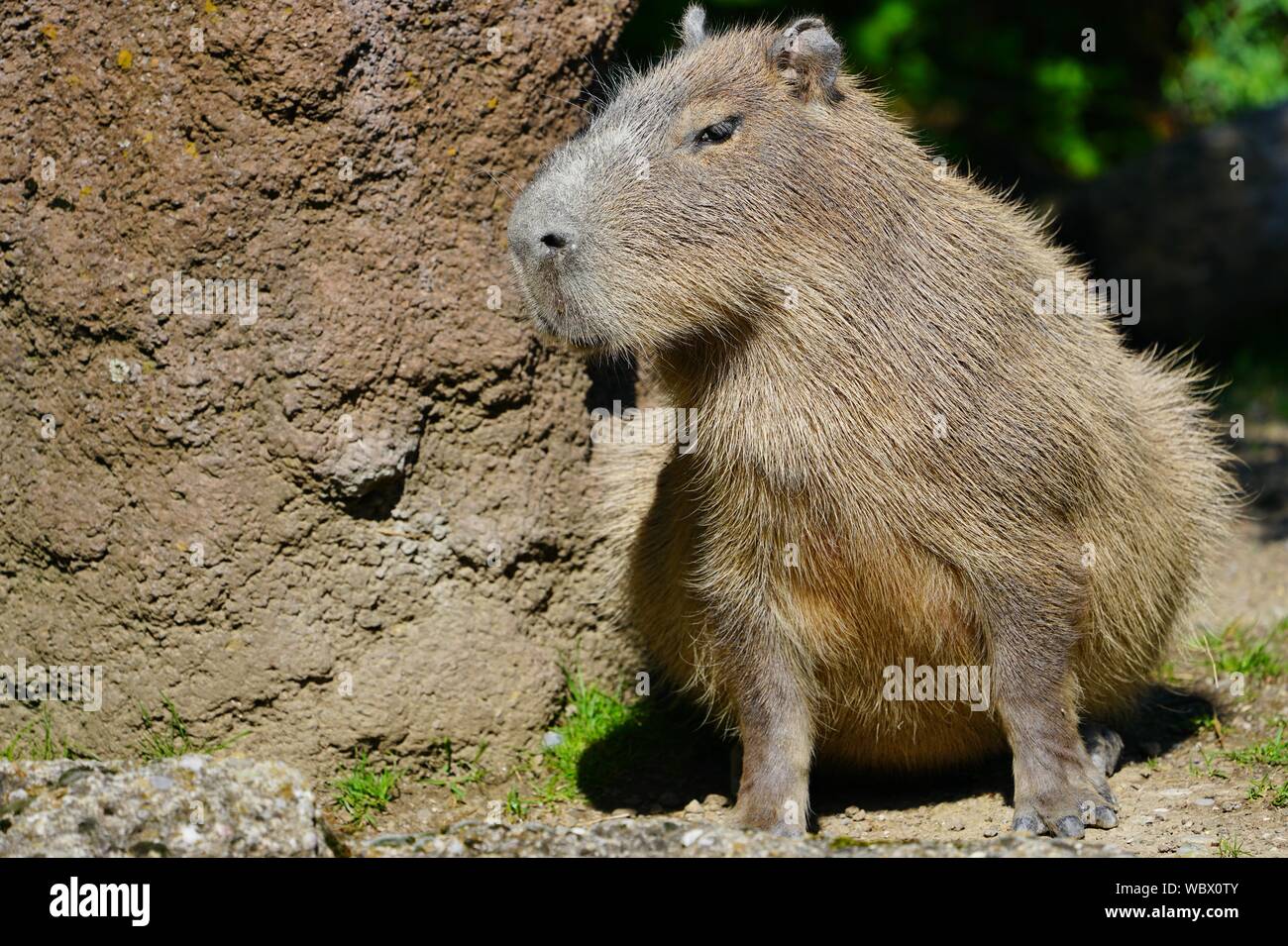View of a Capybara (Hydrochoerus hydrochaeris Stock Photo - Alamy