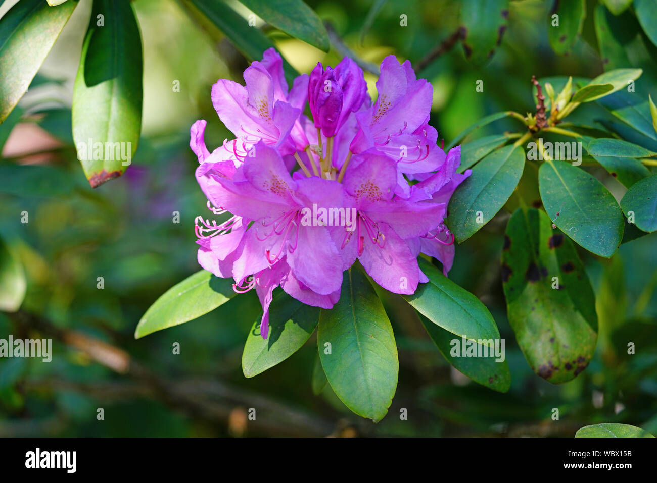Pink rhododendron flowers growing on a shrub in the spring Stock Photo ...