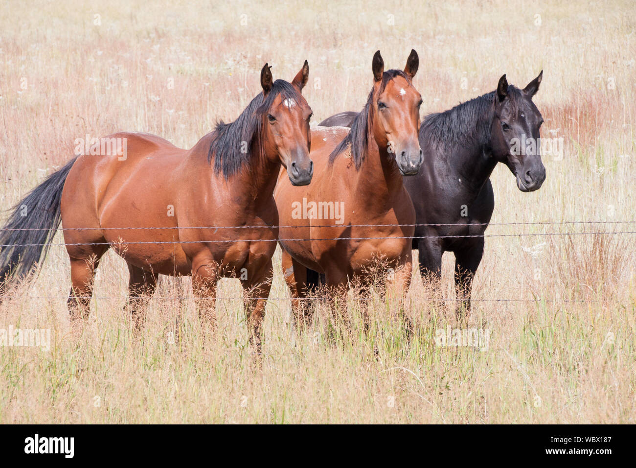 Horses in tall grass hi-res stock photography and images - Alamy