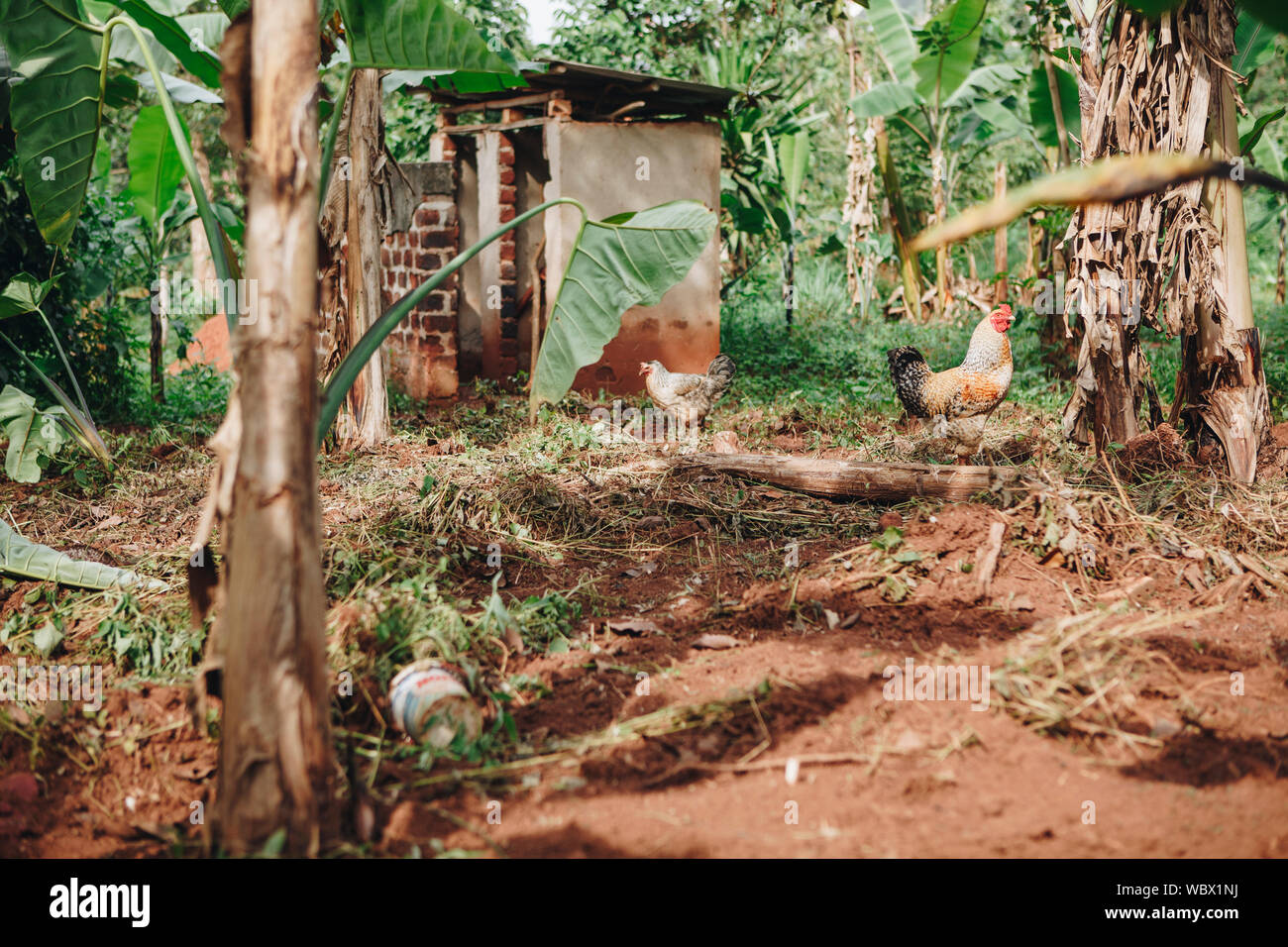 Chicken Farm Africa High Resolution Stock Photography and Images - Alamy