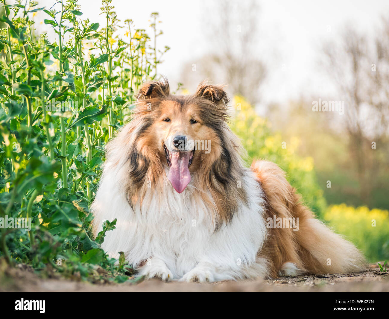 Beautiful gold rough collie lying at colza field, bright sun summer day ...