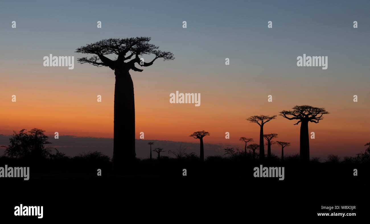 Grandidier's Baobab, Adansonia grandidieri, Allee des Baobabs ...