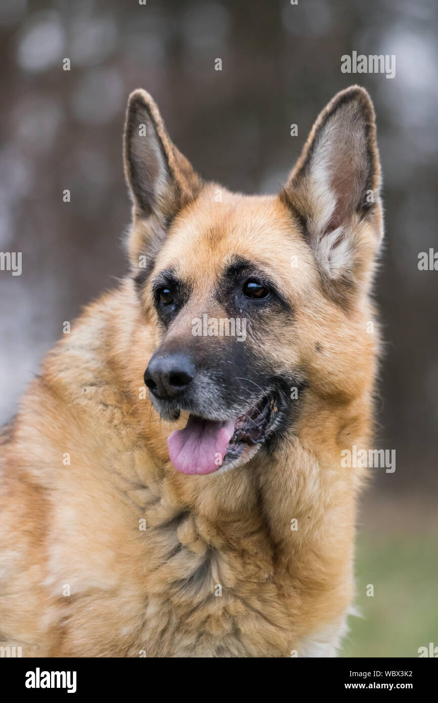 Portrait old german sheepdog hi-res stock photography and images - Alamy