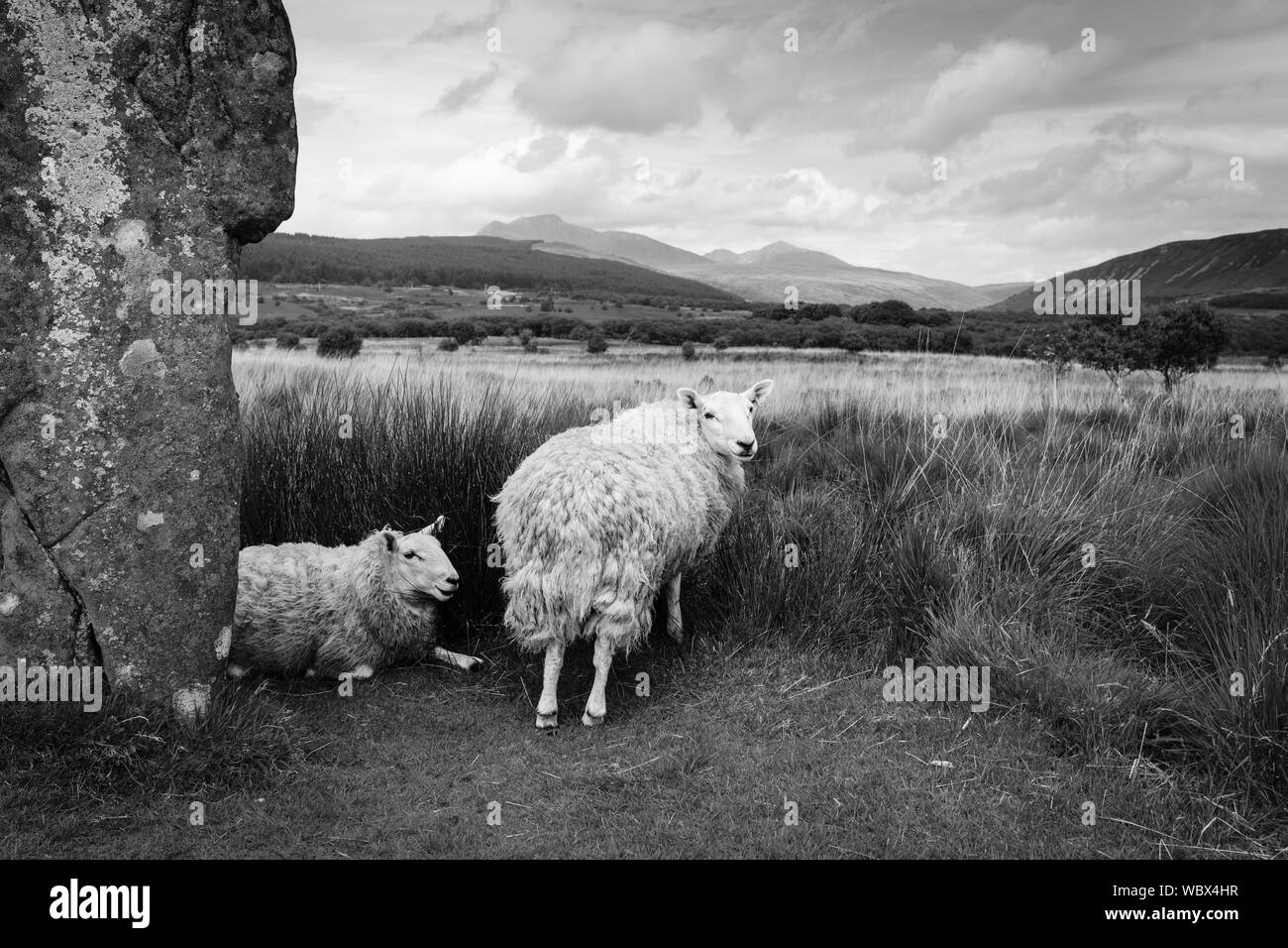 Sheep field scotland Black and White Stock Photos & Images - Alamy