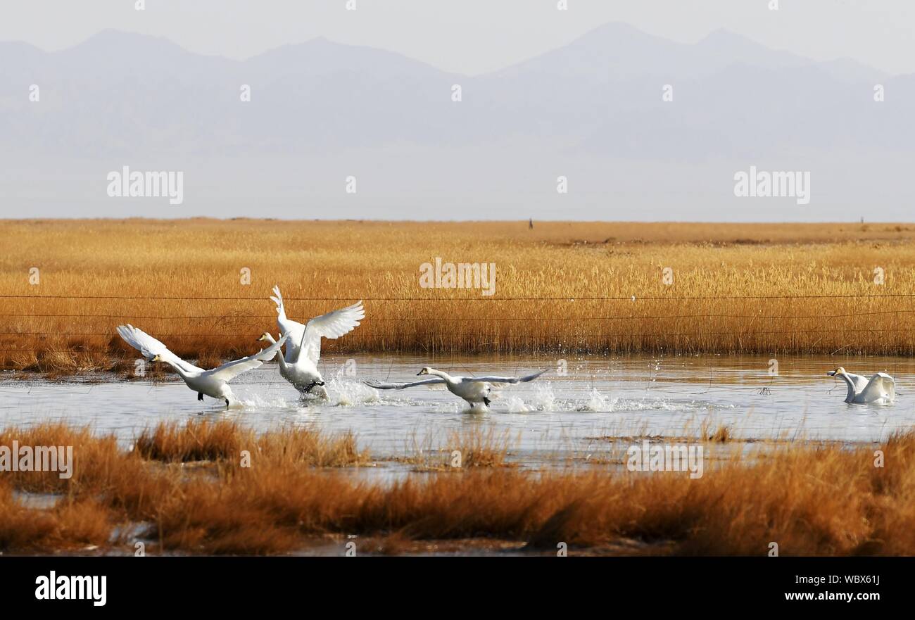 (190827) -- GANSU, Aug. 27, 2019 (Xinhua) -- White swans fly on the ...