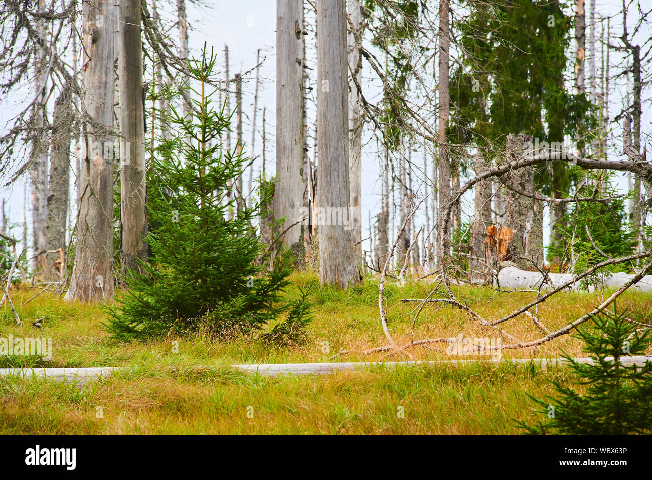 Natural forest regeneration without human intervention in national park ...