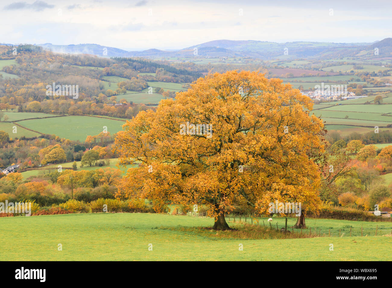 Oak tree and autumn colours near Monmouth, Monmouthshire, November ...