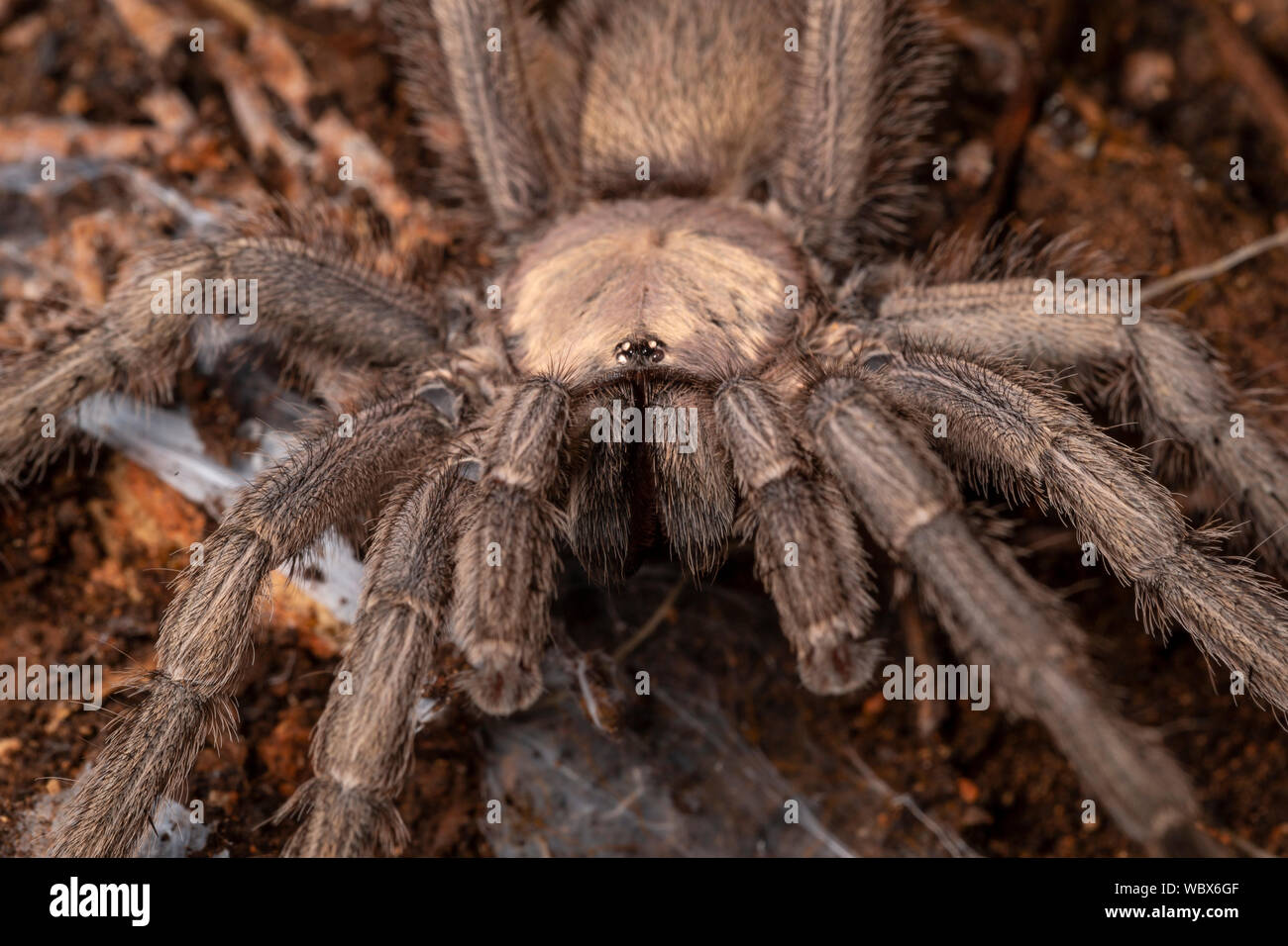 Chaetopelma karlamani hi-res stock photography and images - Alamy