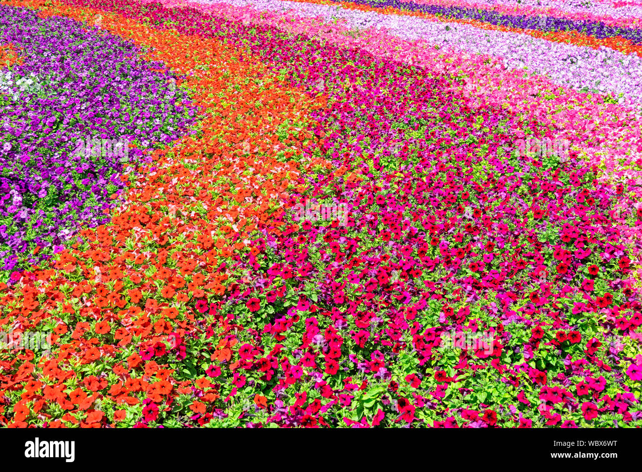 Blossoming field of multicolored vibrant flowers Stock Photo - Alamy