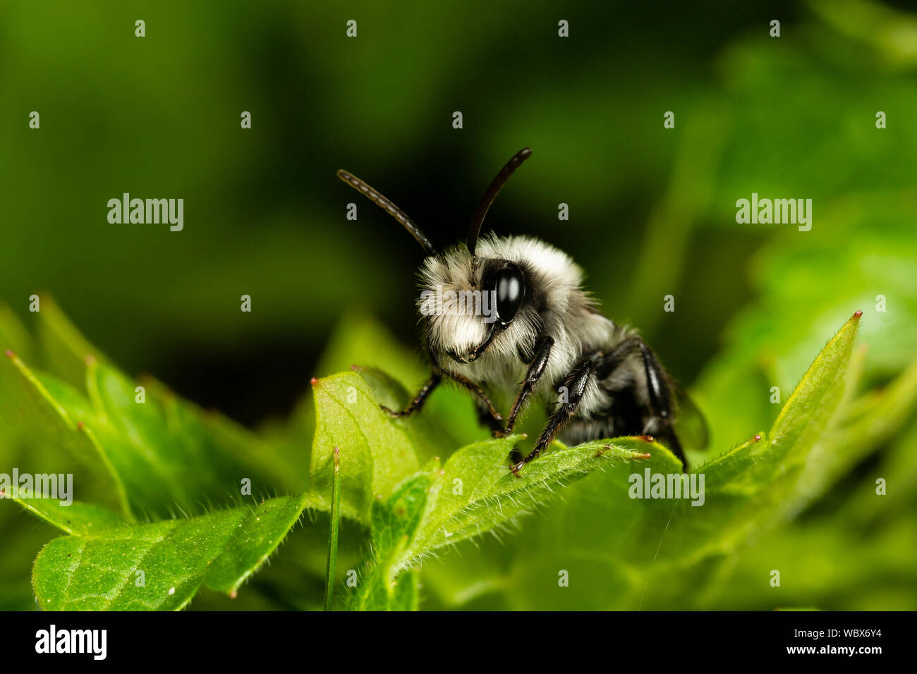 Ashy Mining Bee, Andrena cineraria, Monmouthshire, April. Family ...